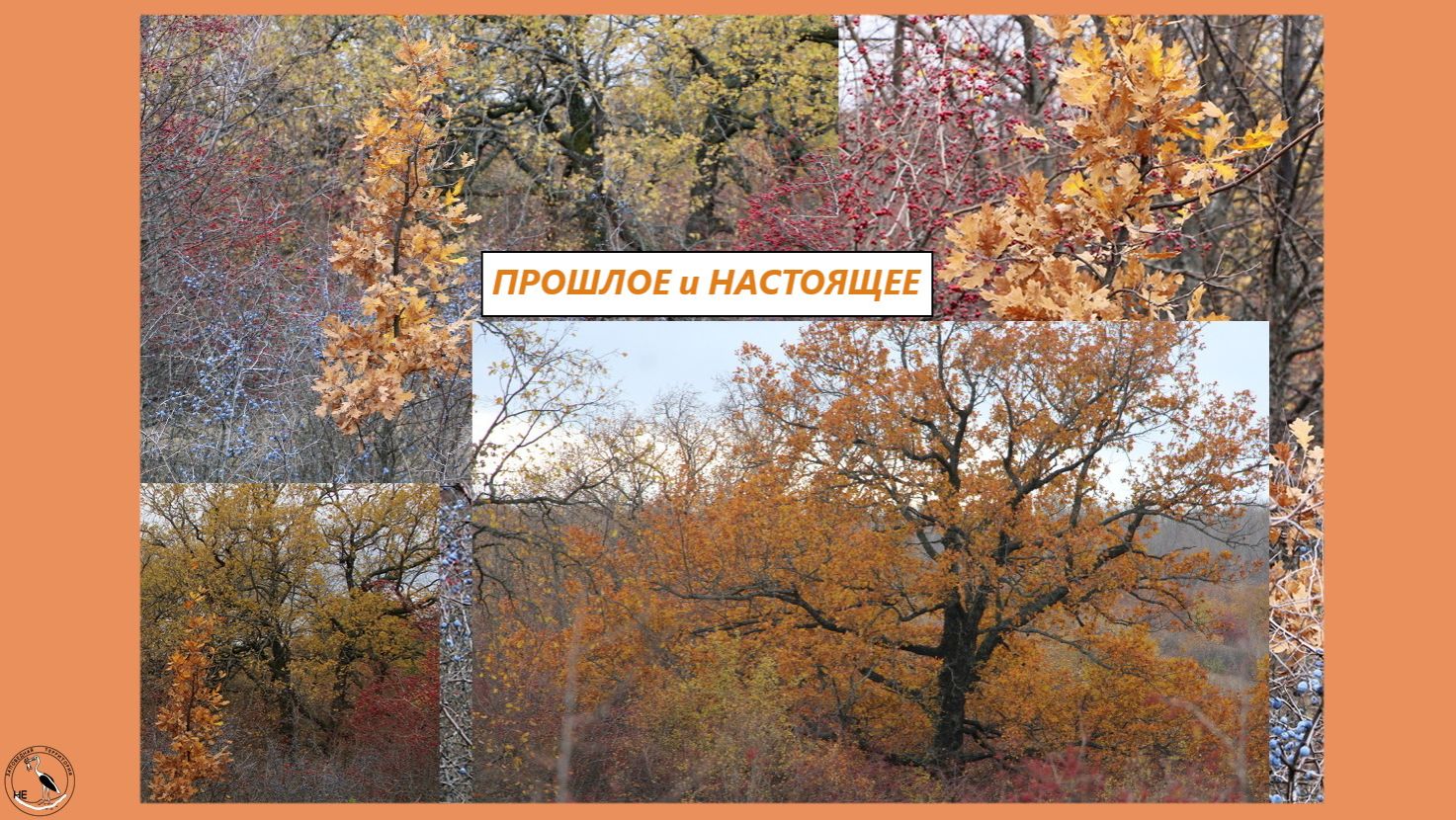 Дубок и Дуб