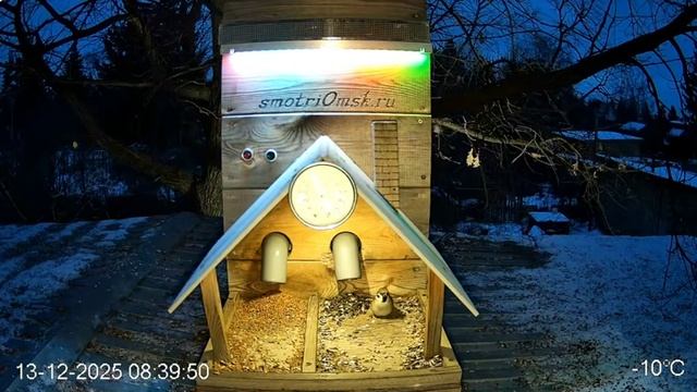 Раннее утро в Омске - птички спешат на завтрак