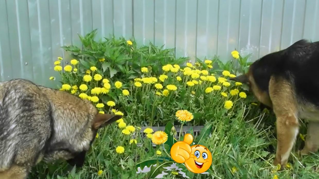 Любительницы одуванчиков