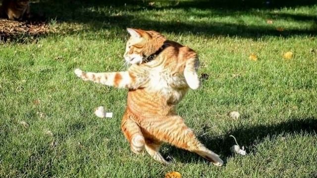 Марина Урусова  Котоматрицы-4