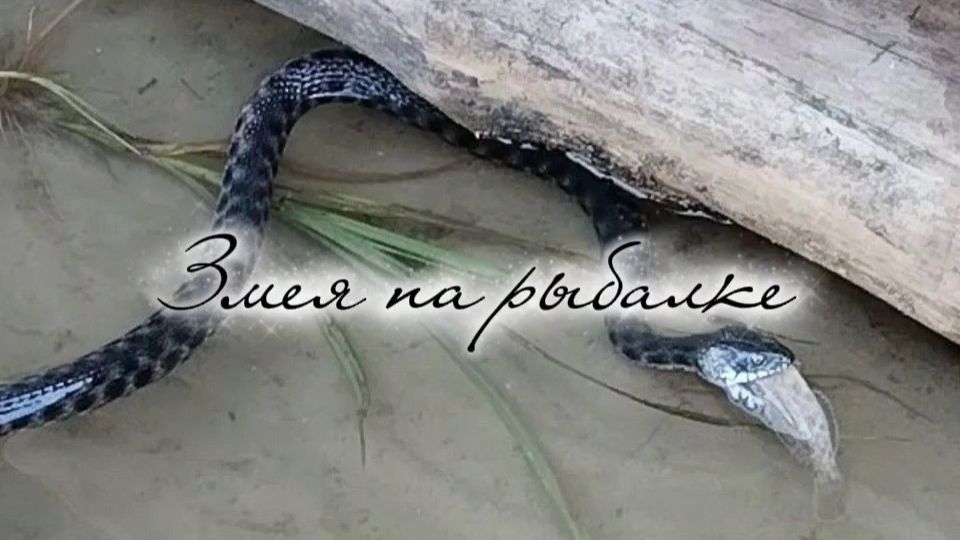 #Змея_в_реке #змеясдобычей #змеянаохоте #змеяпоймаларыбу