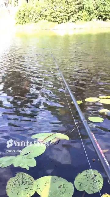 Ленобласть. Хвойное. 23.07.2024. Вуокса. Рыбалка на поплавочную удочку