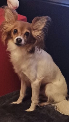 Песни поём 💃Ну или по волчьи воем😂
#русский-то #йоркширскийтерьер