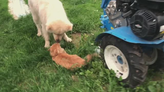 Деревенская жизнь Альфушки, Масика, Ричика ❤️🐈🐈🐕 😻