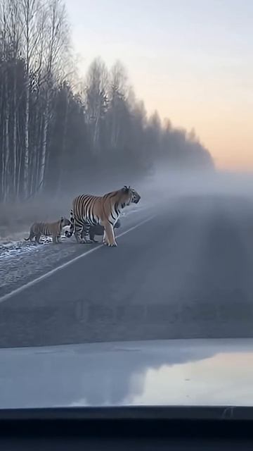 Бывает же такое. #заповедник  # природа # животные