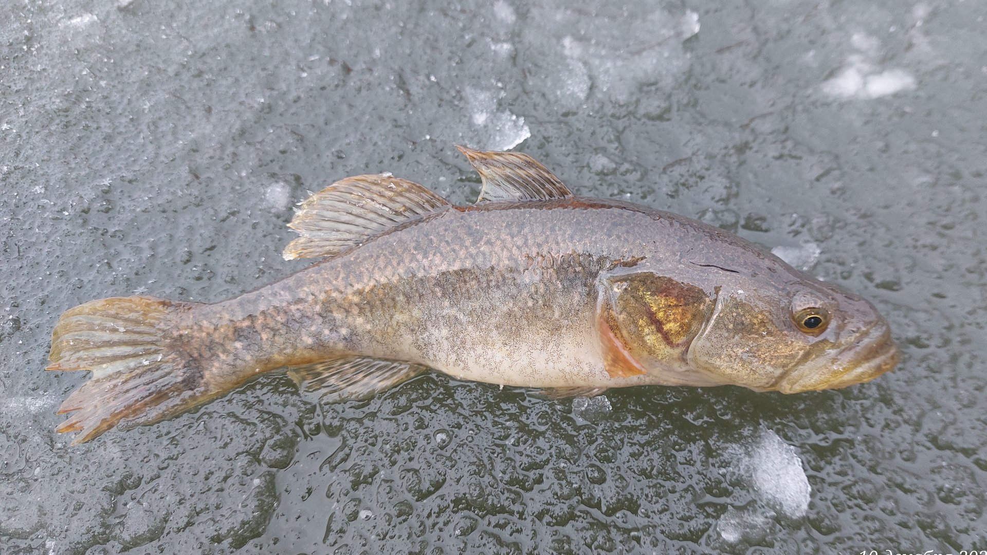 Самый первый лед.Проба по ротану.