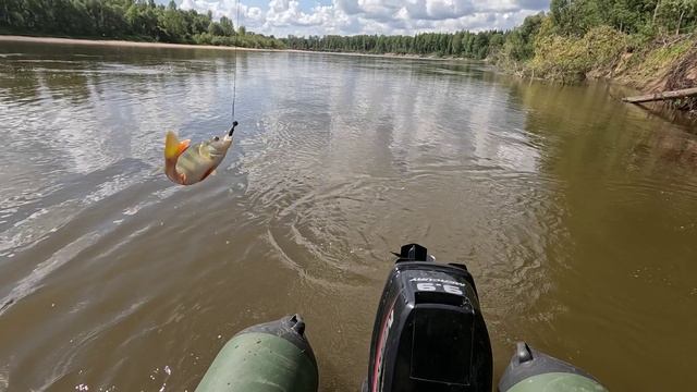 🎣ХОРОШ🎣fishing#туризм#природа#ловля#рыбалка#щука#ловлящуки#ночевка#Чулым#река#спиннинг