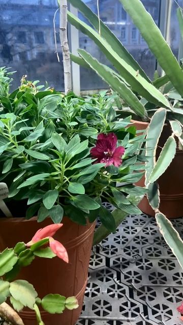 За новогодним настроением в Ботанический сад 🎄