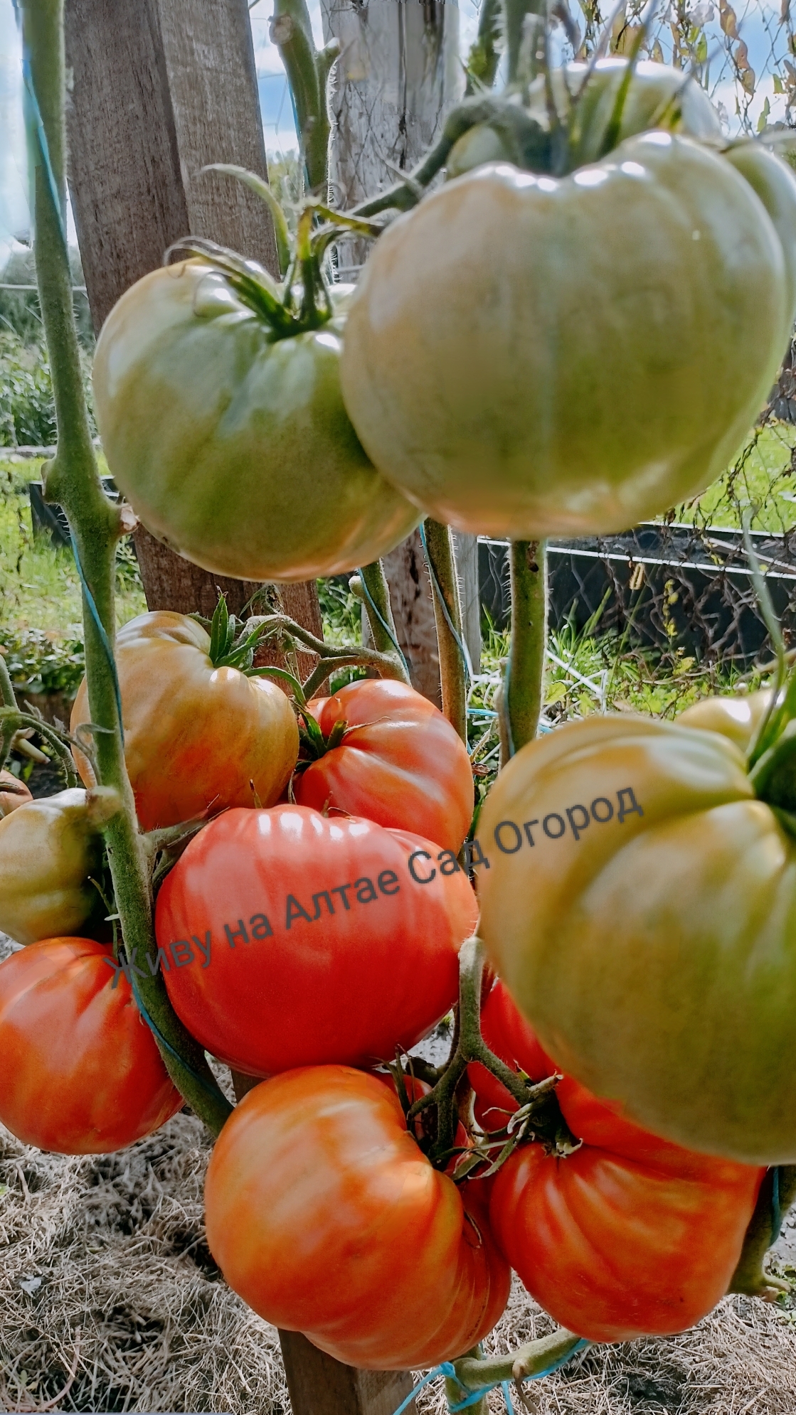 Любителям крупных сортов Томатов