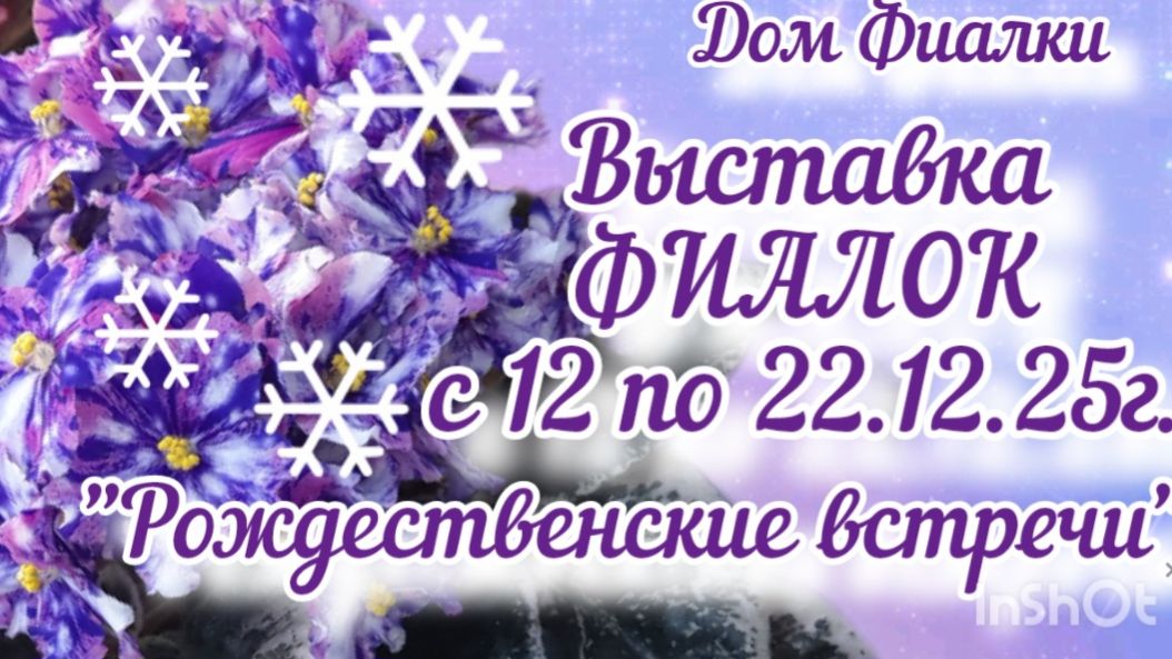 ВЫСТАВКА ФИАЛОК с12 по 22 декабря 2025 "Рождественские встречи" в московском Доме Фиалки