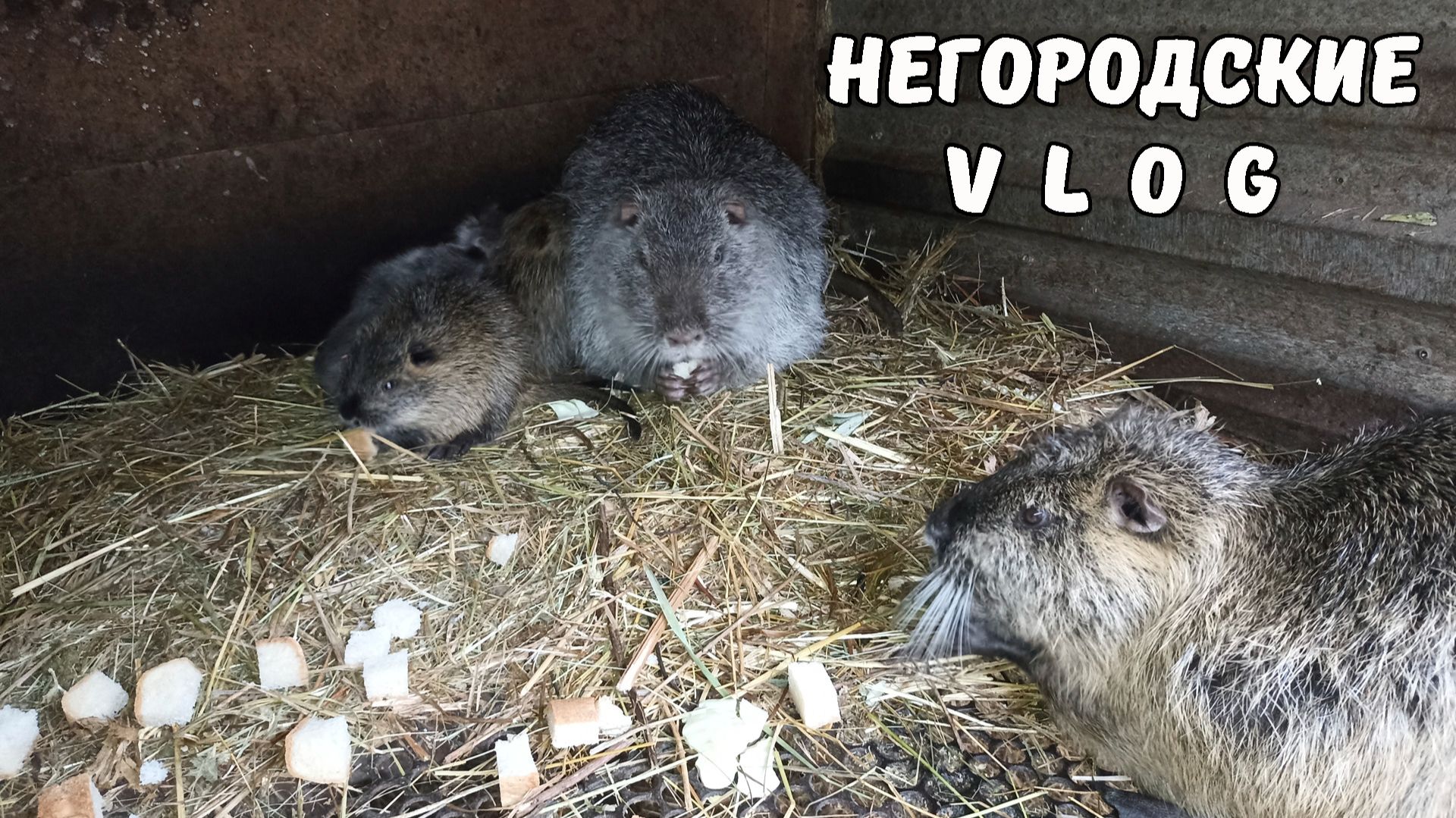 Утренние вкусняшки для НУТРИЙ. 10.12.25.