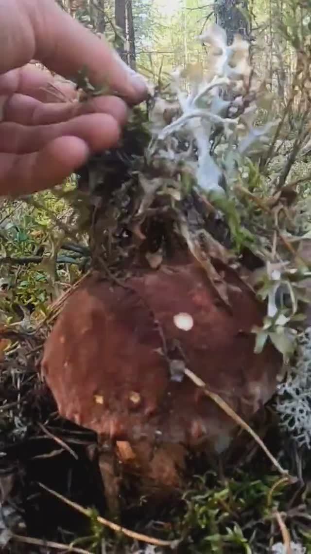 ГРИБНИК НЕ ОЖИДАЛ, ЧТО ЕГО ЖДЁТ ВПЕРЕДИ! СКАЗОЧНАЯ КАРЕЛИЯ БЕЛЫЕ ГРИБЫ 2023 #грибы #лес #shorts