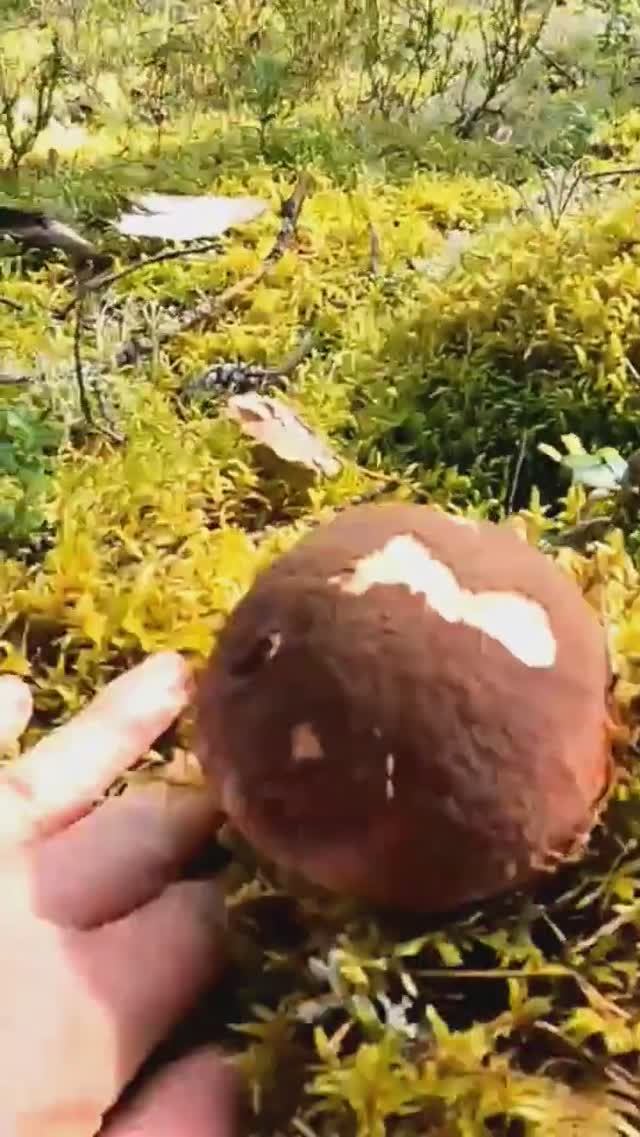 Я такого в лесу найти не ожидал! Белый гриб боровик Сказочная Карелия Грибы 2023 #грибы #лес #shorts