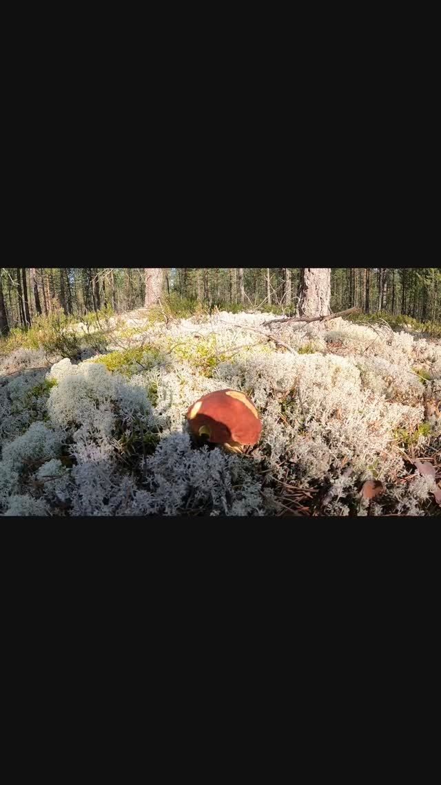 Сказочный лес, сказочные грибы, сказочная Карелия #shorts