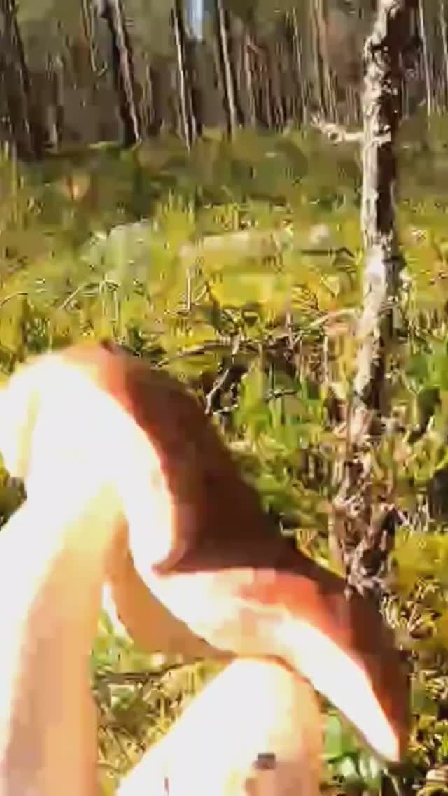 Я такое в лесу найти не ожидал двойняшки близнецы! Белые грибы Боровики Сказочная Карелия #shorts