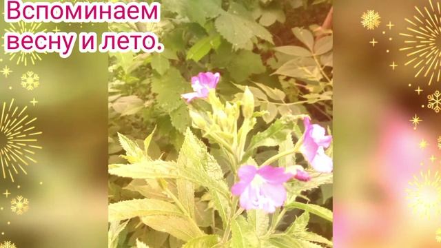 Доброе утро. 🌷Мои любимые цветы. Красивое видео. Фото из архива Кодяшкиной Надежды.