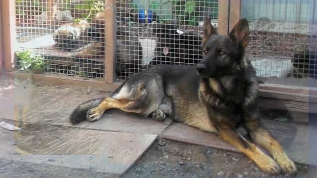 Детство  тигрисов  2021