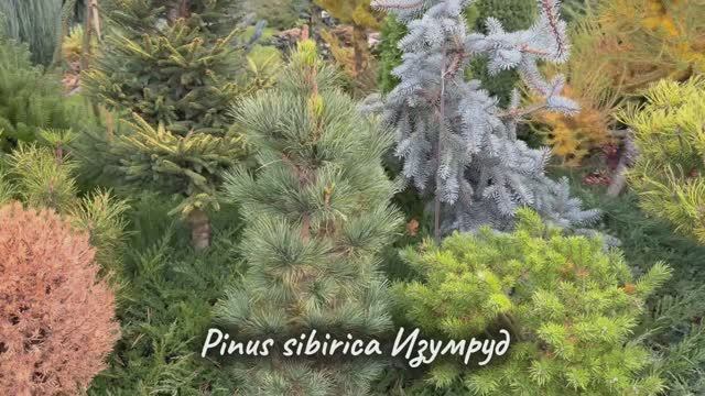 Pinus sibirica Изумруд
