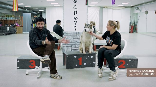 Хаски: особенности породы // #приВЕТАХМЕД