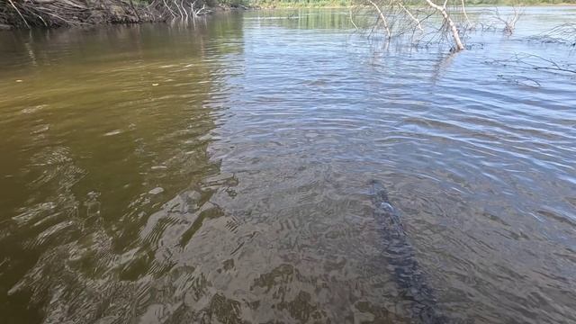 🎣НЕ СПАС🎣fishing#туризм#природа#ловля#рыбалка#щука#ловлящуки#ночевка#Чулым#река#спиннинг