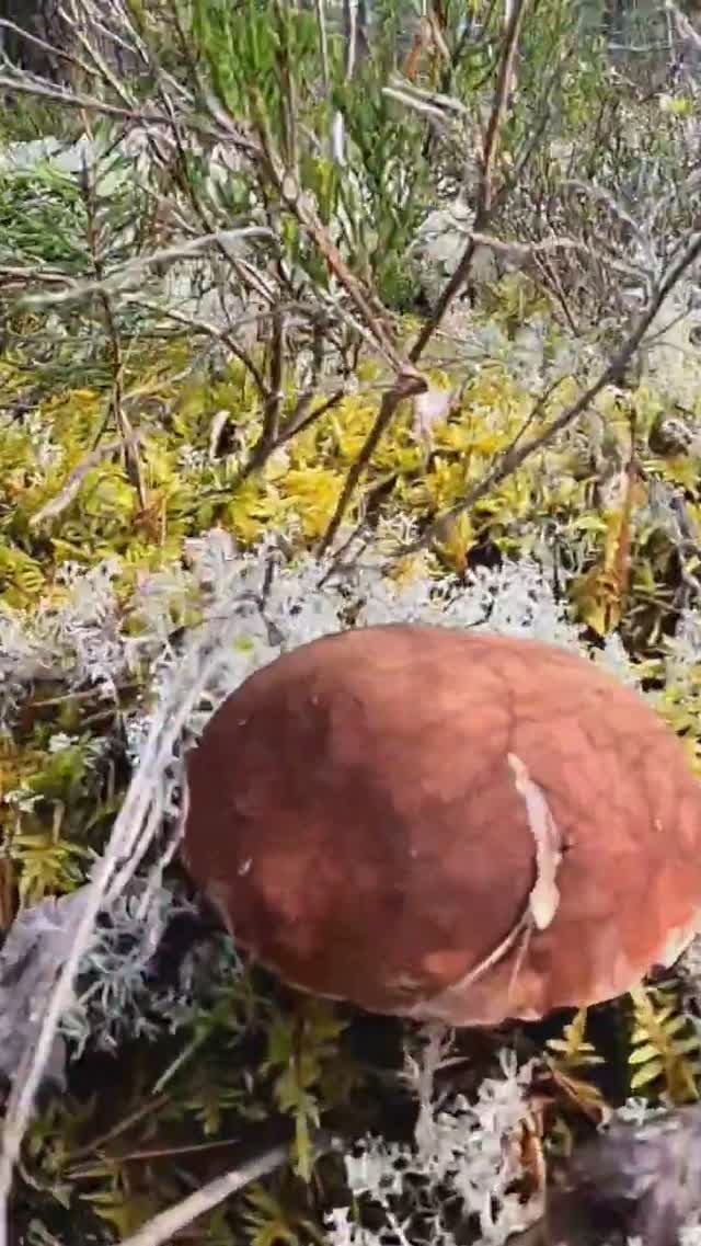 ГРИБНИК ЗАШЁЛ В СОСНЫ И ОБАЛДЕЛ СБОР БЕЛЫХ ГРИБОВ СКАЗОЧНАЯ КАРЕЛИЯ БОРОВИКИ ГРИБЫ 2023 #лес #грибы