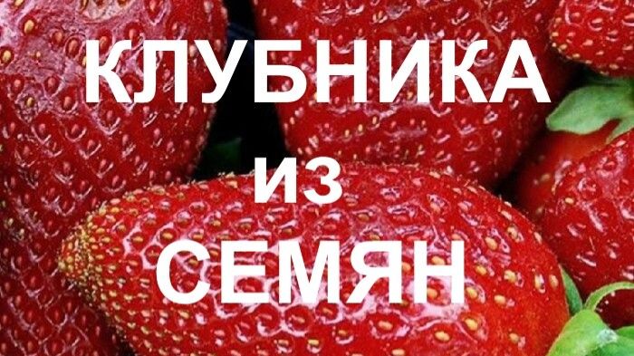 Рассада клубники из семян. Подробный мастер класс ! Полная версия!!!