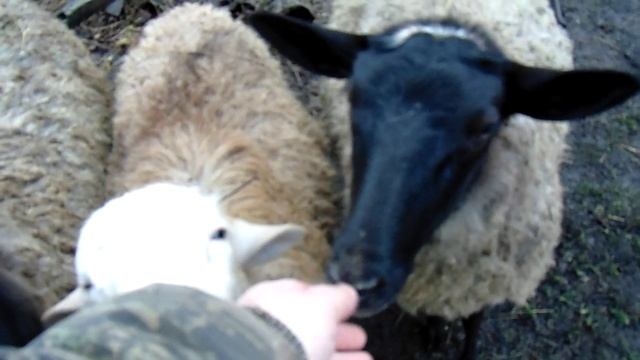 романовские овцы декабрь 2025