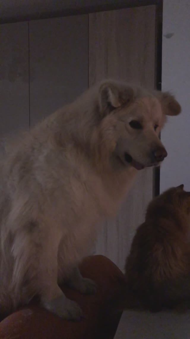 Как Ричик и коты ждут Мишу