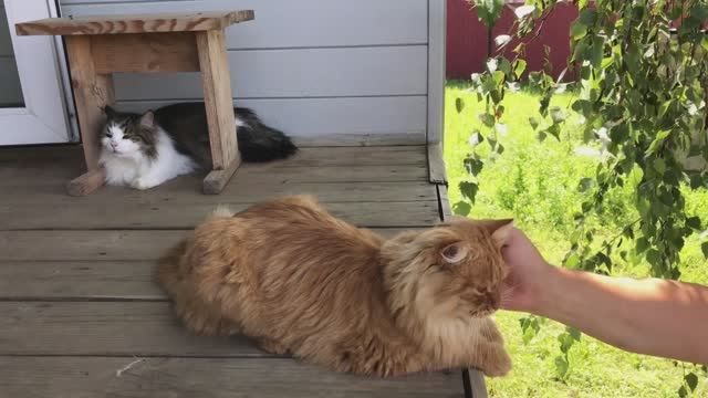 Котики 🐈 требуют внимания 😺