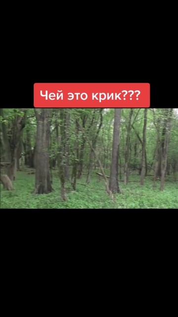 что ты такое