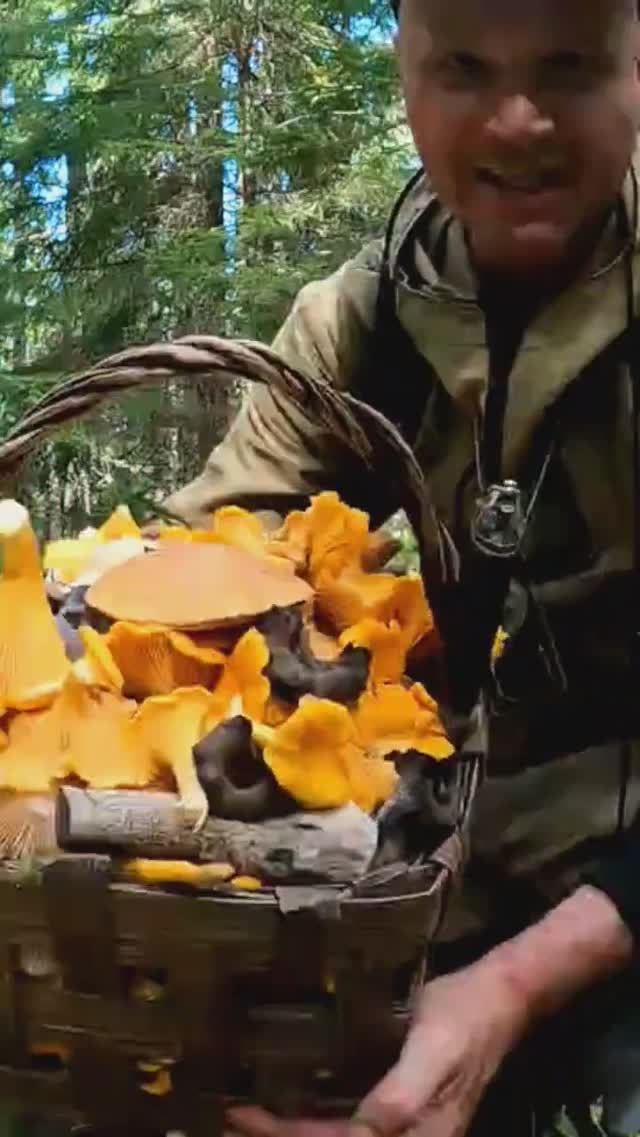 Грибника поразил нервный ТИК увидев МИЛЛИОН грибов! НЕ ОЖИДАЛ! Грибы 2023 #грибы #лес #shorts