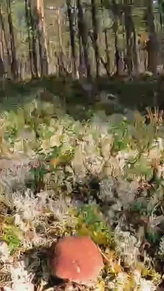 Нашёл боровик в беломошнике и обалдел! Сказочная Карелия, белые грибы 2023 #shorts