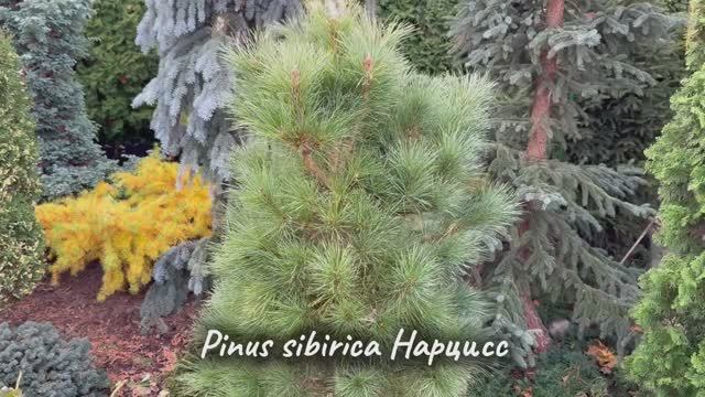 Pinus sibirica Нарцисс