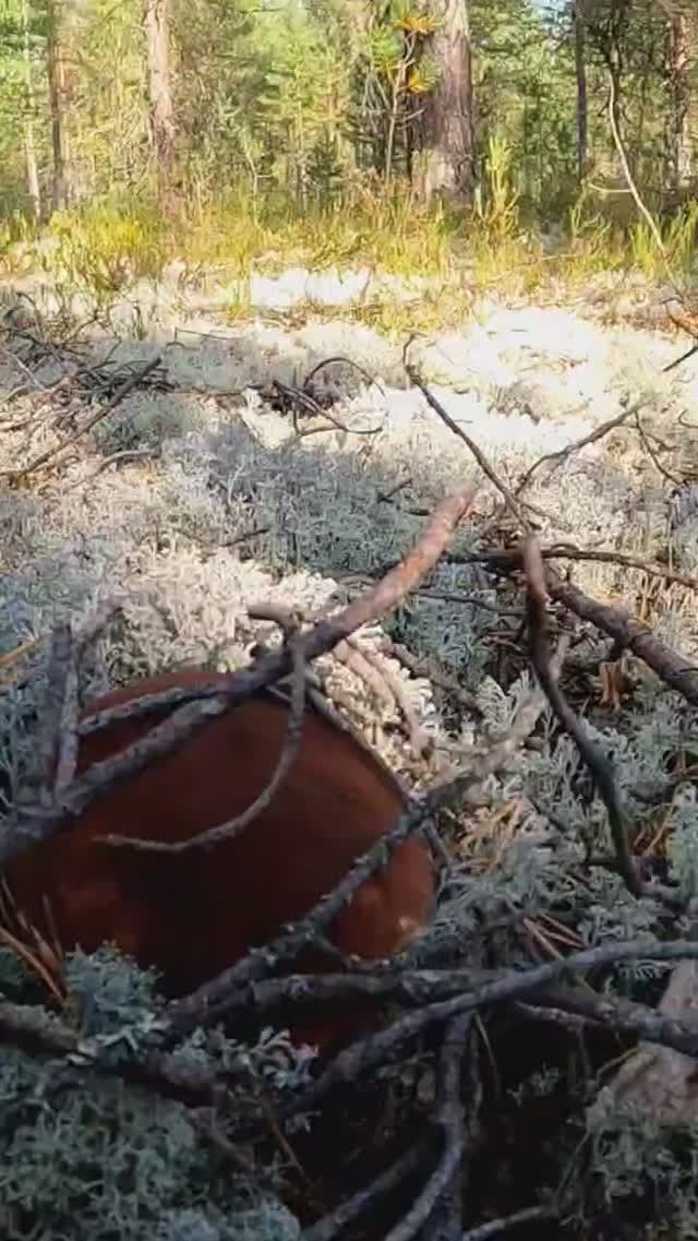 Я нашёл белый гриб боровик вот это красота! Такого не ожидал Белые Грибы 2023 #грибы #лес #shorts