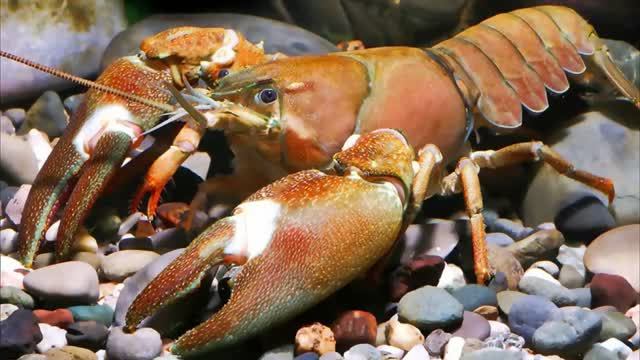 Когда и как попал в Европу Американский сигнальный рак (Pacific crayfish) — Pacifastacus leniusculus