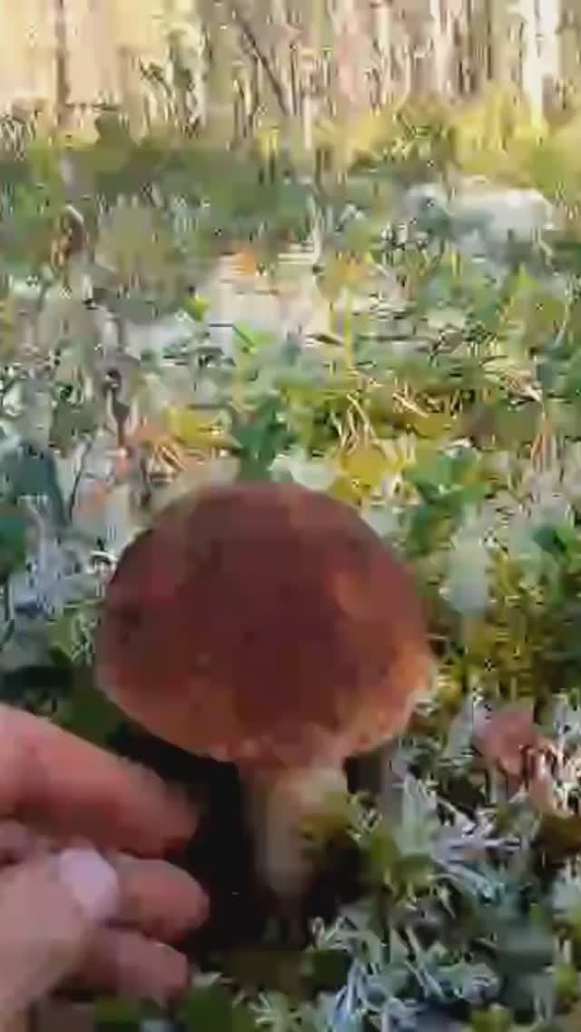 Нашёл в соснах БОРОВИЧОК! Белые грибы 2023 среди беломошника Сказочная Карелия #грибы #лес #shorts