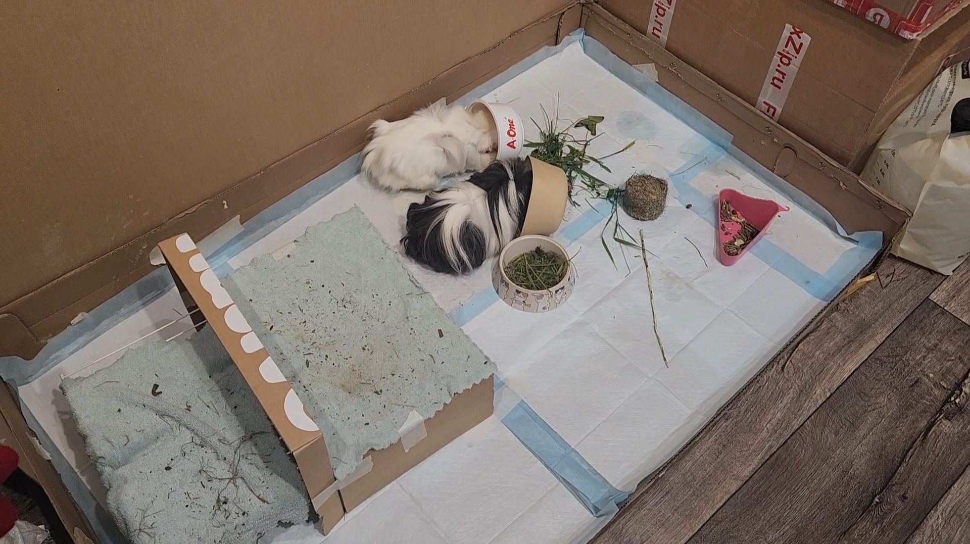 Чудо-конструкция у морских свинок Улли и Пулли 🏘