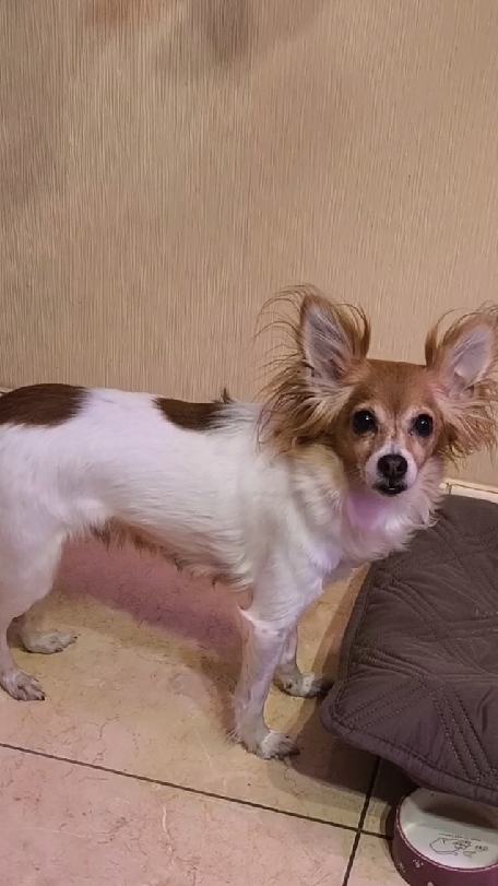 Сколько можно???😑 Пойдем уже на диванчик 🤗 #русскийтой #йоркширскийтерьер