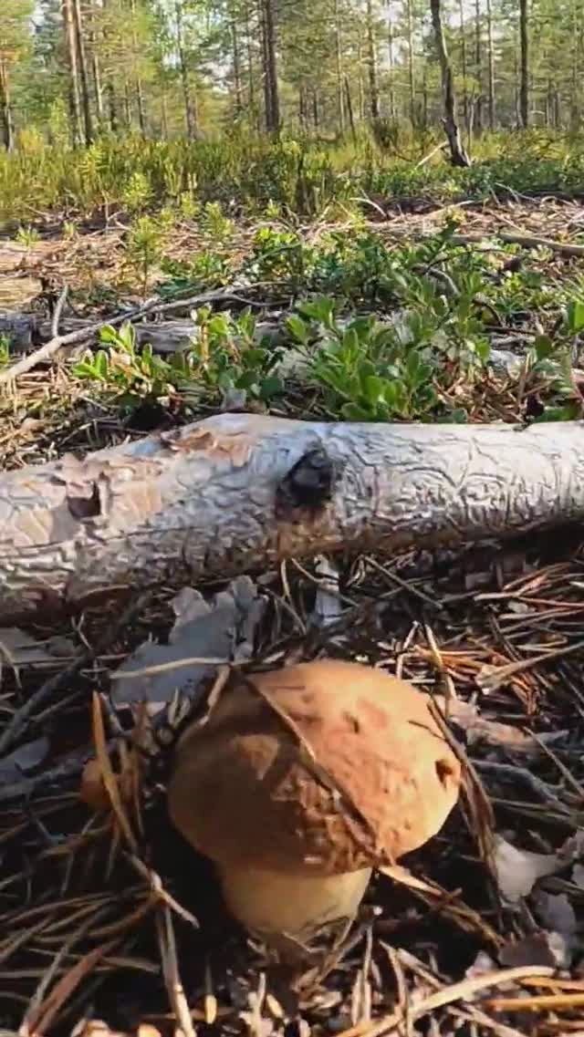 Нашёл Боровик Один Гриб Краше Другого! Белые Грибы 2023 лес, Сказочная Карелия #лес #грибы #shorts