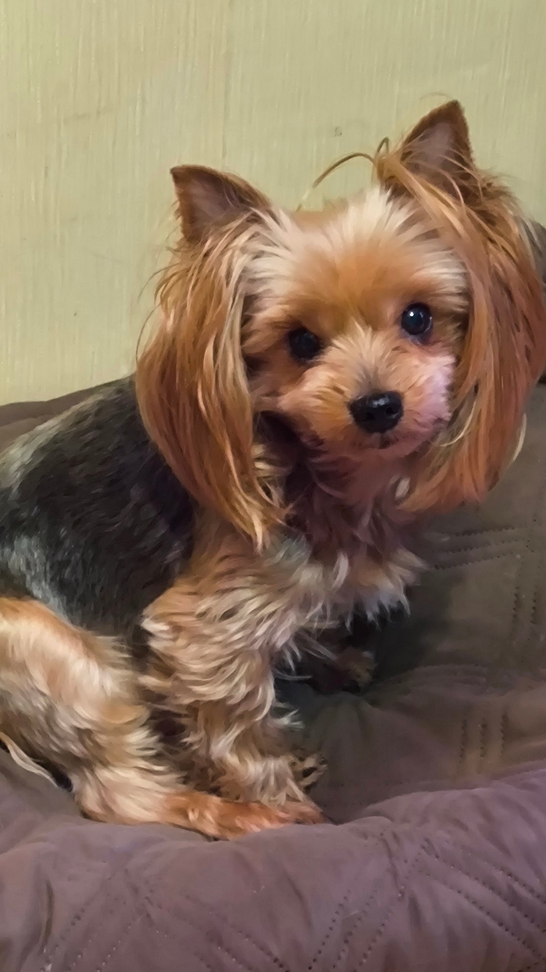 Нашлась собака!💥Долго искали!?
#русский-то #йоркширскийтерьер