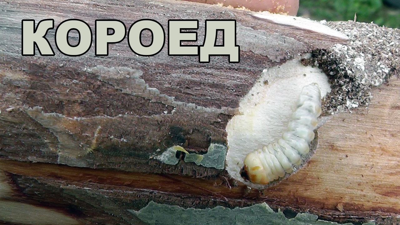 Жук-короед в дереве. Что за личинки? Шашель, усач или точильщик?