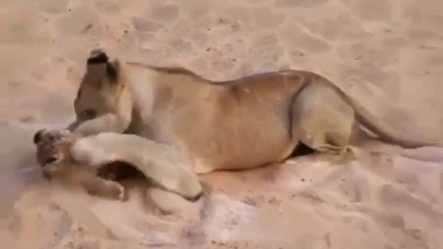 Львица и львёнок