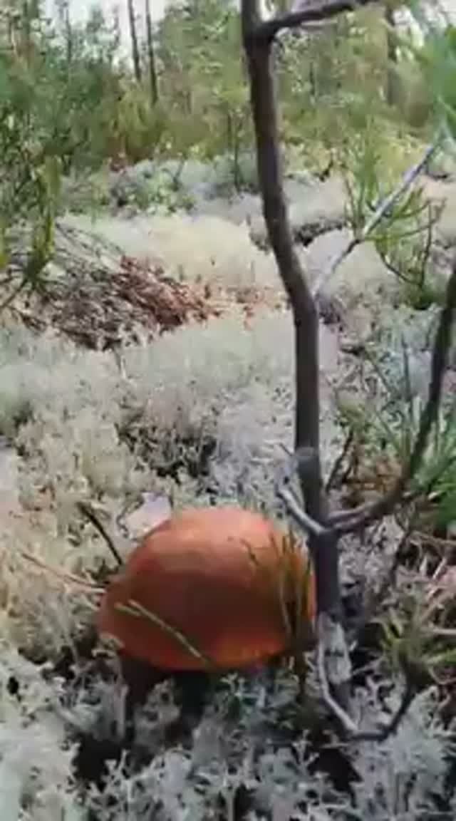 Нашёл Красный Гриб в Белом Мхе, такого не ожидал! Сказочная Карелия #лес #грибы #грибники #shorts