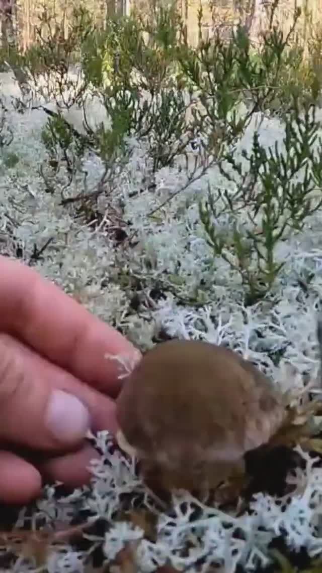 Нашёл гриб боровик маленький, как камень. Сказочная Карелия грибы 2023  #грибы #лес #shorts