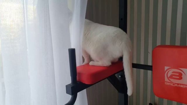 Милка нюхает воздух из форточки