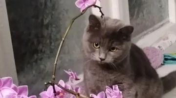 Тёмно-серая Анфиска