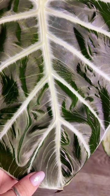 Марк Кемпбелл снова радует и удивляет 💚 #алоказия #комнатныерастения #plants #растения