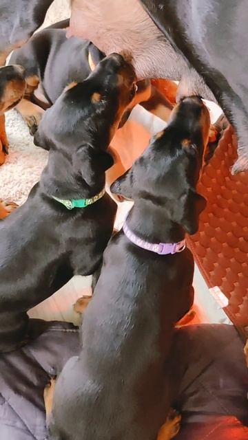 Щенки добермана московского, загородного питомника породы. Московская область, город Подольск.