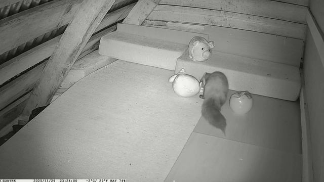 Куницы на чердаке 2 /11.2025
