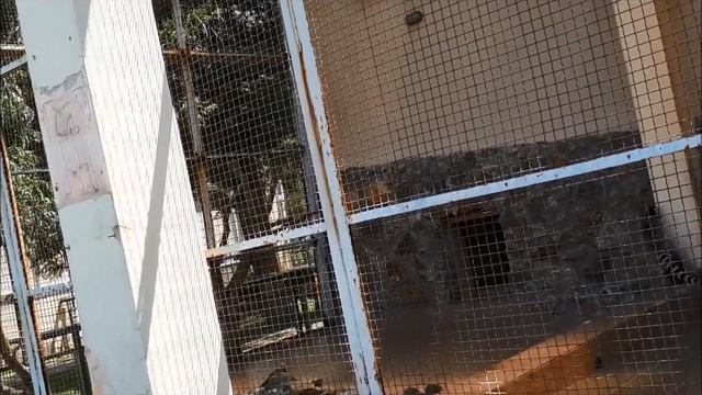 ЗООПАРК В БАТУМИ.